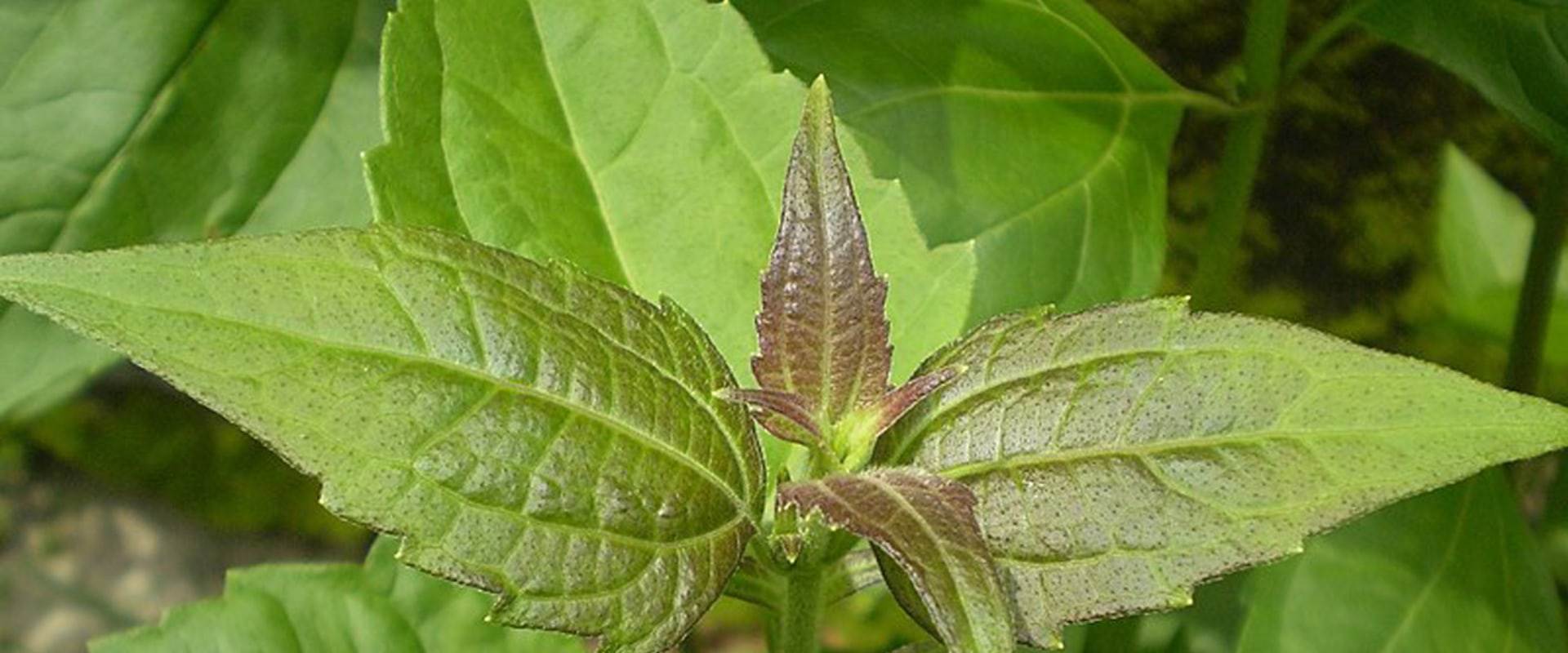 Herbal Remedies for STDs: Exploring Alternative Therapies and Home Remedies